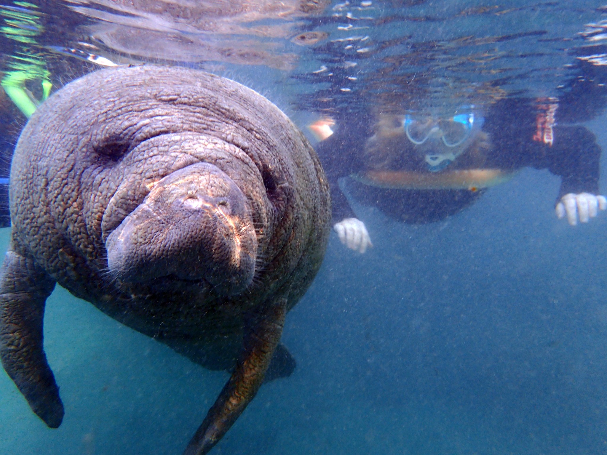 Manatee Love in Crystal River, Florida – the green chest